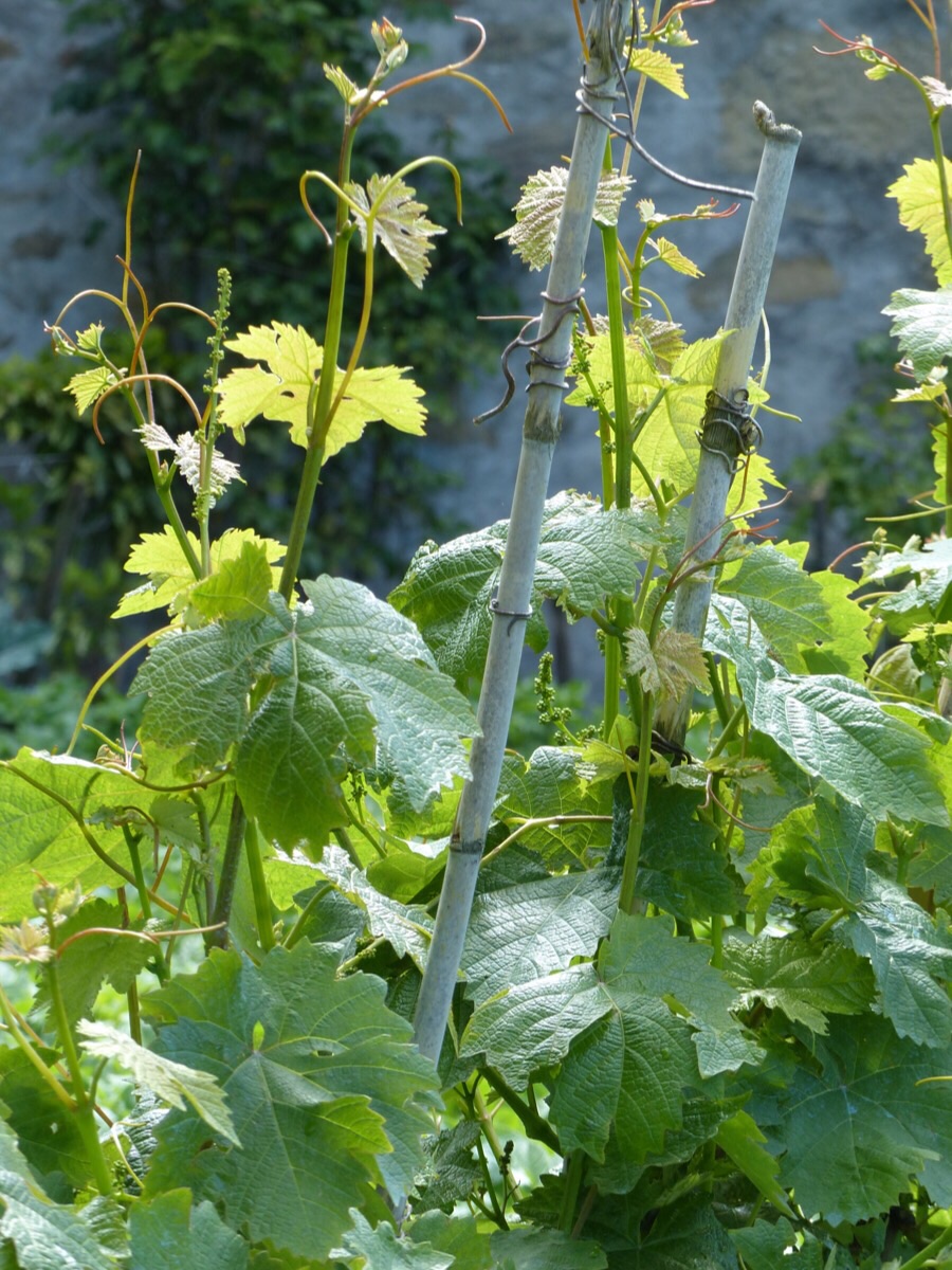Pieve di Controne | Bella Bagni di Lucca